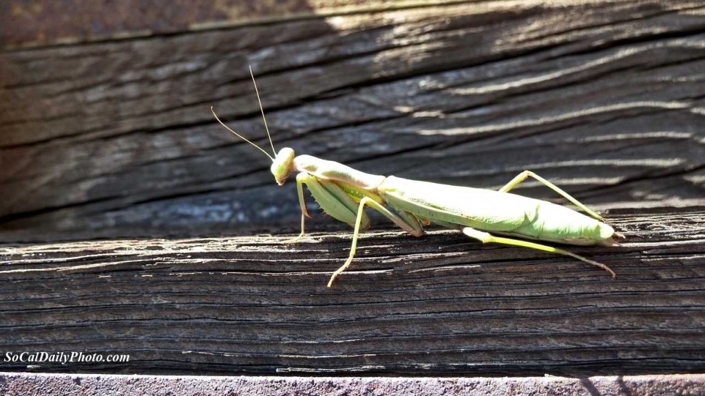 Praying Mantis on a cold day | Southern California Daily Photo